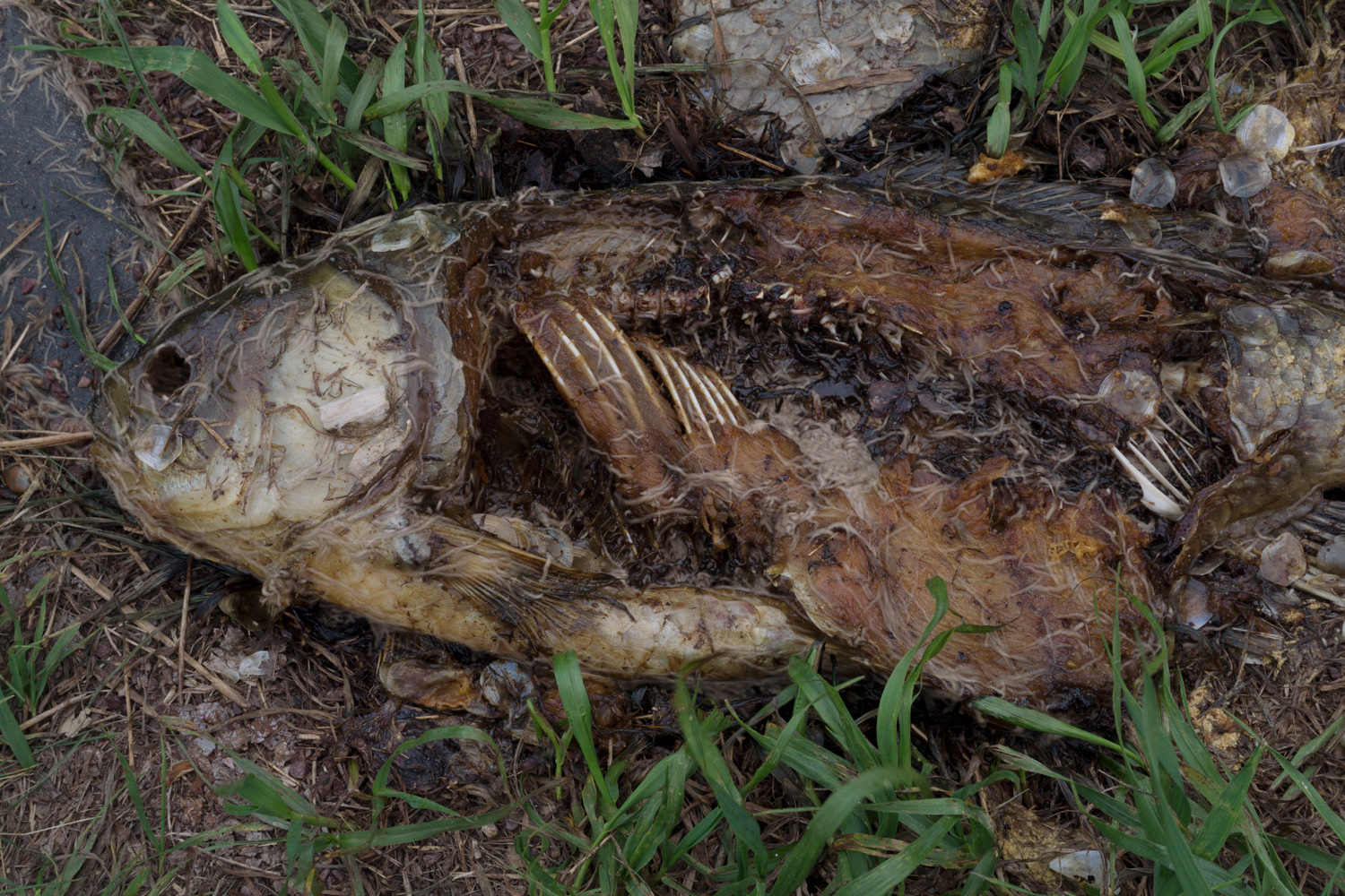 Observations/musings: I’m attuned to so many more sounds now-specific ...